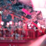 Yokohama Cherry Blossom Half Day Walking Tour with a Local Guide - The Value of This Tour