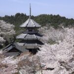 Yoshinoyama : the Roots of Shugendo Spirituality - Who Will Love This Tour?