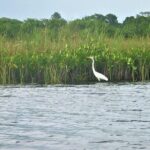 YS Falls plus Black River Safari Guided Tour w/Lunch & Admission from Falmouth - Final Thoughts