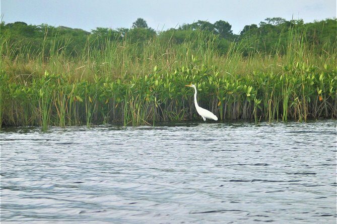 YS Falls plus Black River Safari Guided Tour w/Lunch & Admission from Falmouth - Final Thoughts