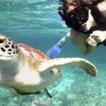 Yucatan Peninsula Full-Day Private Tour: Akumal, Tulum Ruins and Cenote Swim - Why Choose This Tour? The Top Highlights