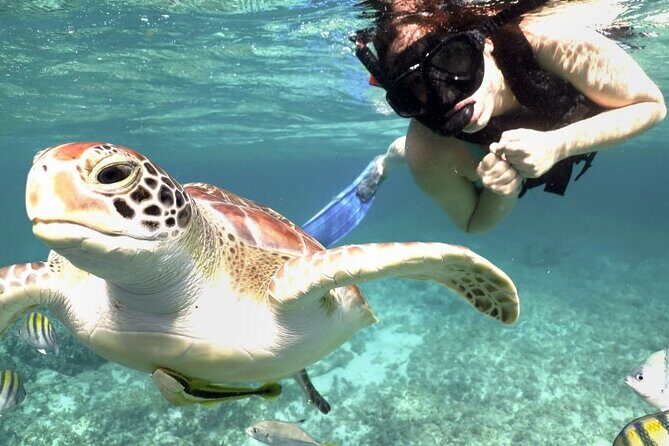 Yucatan Peninsula Full-Day Private Tour: Akumal, Tulum Ruins and Cenote Swim - Why Choose This Tour? The Top Highlights