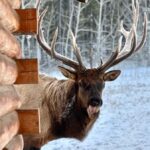 Yukon Wildlife & Nordic Hot Springs Experience - Practical Tips for a Great Experience