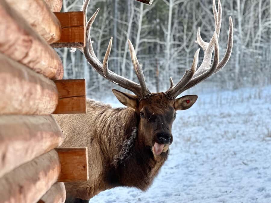 Yukon Wildlife & Nordic Hot Springs Experience - Practical Tips for a Great Experience