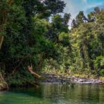 Yunque Rainforest River Rope Swing with Waterslide and Beach Tour - Second Stop: Lush Rainforest and a Serene Water Pool