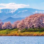 Zao Snow Wall & Sakura with Hanami Lunch Box Bus Tour from Sendai - Practicalities and Tips