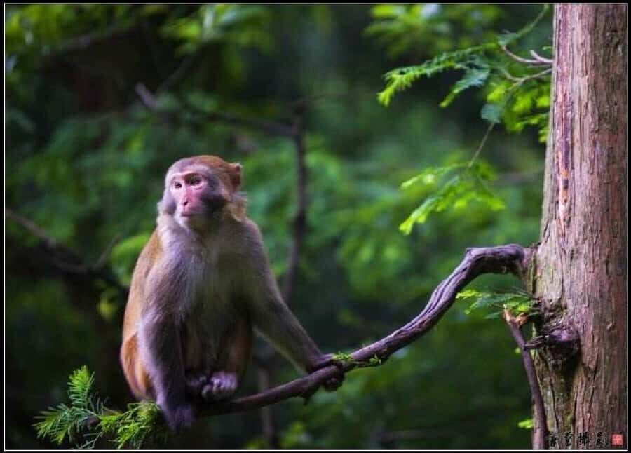 Zhangjiajie: Glass Bridge & Avatar Scenery Day - Thorough Breakdown of the Tour