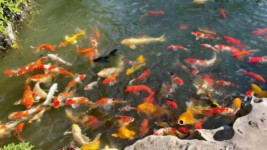 Zhujiajiao Cultural Experience: Boat Ride & Zongzi Making - Who Will Love This Tour?