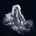 Zihuatanejo: Whale Encounter Experience - The Experience and Its Highlights