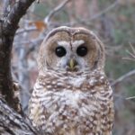 Zion National Park Limited Edition Bird Watching Tour - What to Expect on the Itinerary