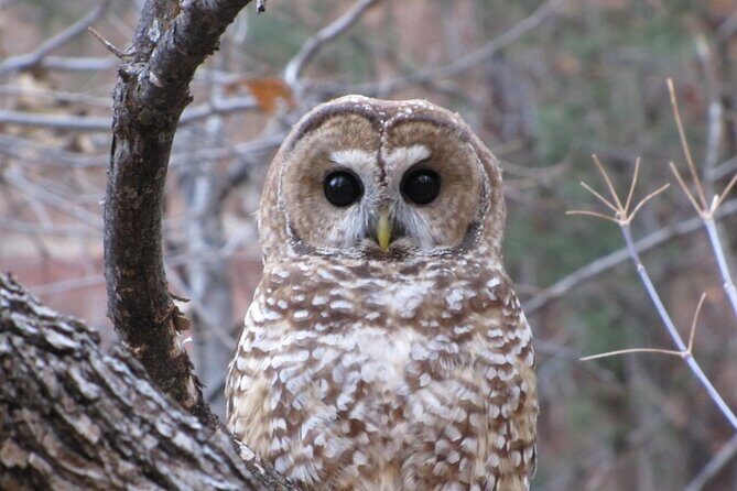 Zion National Park Limited Edition Bird Watching Tour - What to Expect on the Itinerary