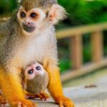 Ziplines Jungle Day Combo Tour - Analyzing the Value