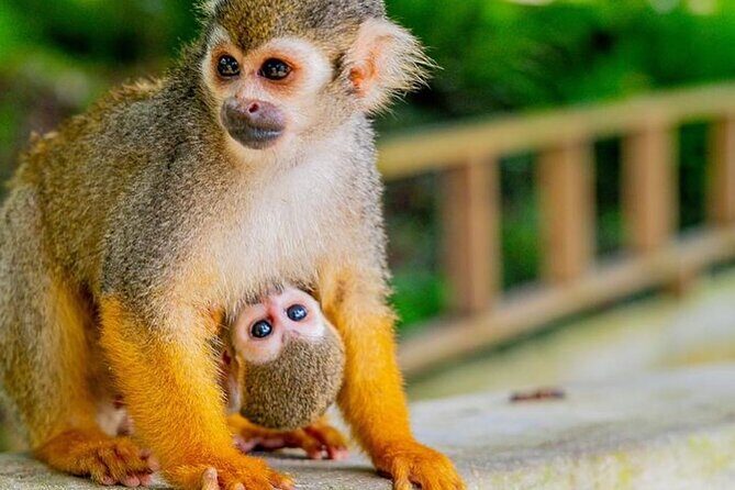 Ziplines Jungle Day Combo Tour - Analyzing the Value