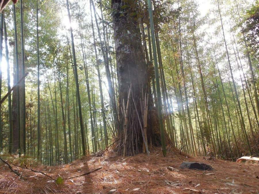 Ziro in a Day: Culture, Craft & Countryside Adventure Tour - Exploring Ziro’s Artistic Side: Craft and Handloom Centers