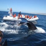 Zodiac Whale-Watching Adventure in Los Cabos - The Value for Money