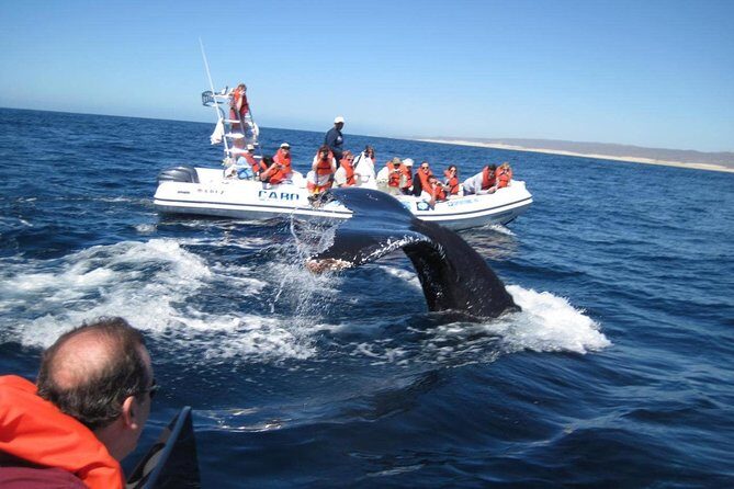 Zodiac Whale-Watching Adventure in Los Cabos - The Value for Money