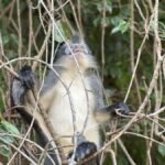 2D1N Ethical Jungle Trekking with Orangutans in Bukit Lawang - Practical Aspects and Value