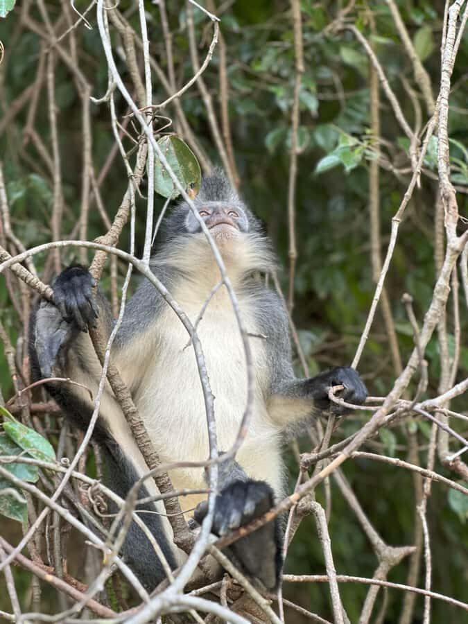 2D1N Ethical Jungle Trekking with Orangutans in Bukit Lawang - Practical Aspects and Value