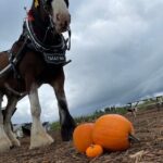 60-minute Haunted Halloween Tour - Comfort and Convenience: What’s Included?