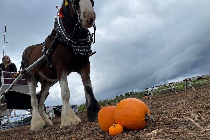 60-minute Haunted Halloween Tour - Comfort and Convenience: What’s Included?