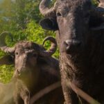 Bacalar: Calakmul, Palenque with a unique stop in the heart of the savanna - Practical Details: What to Know Before You Go