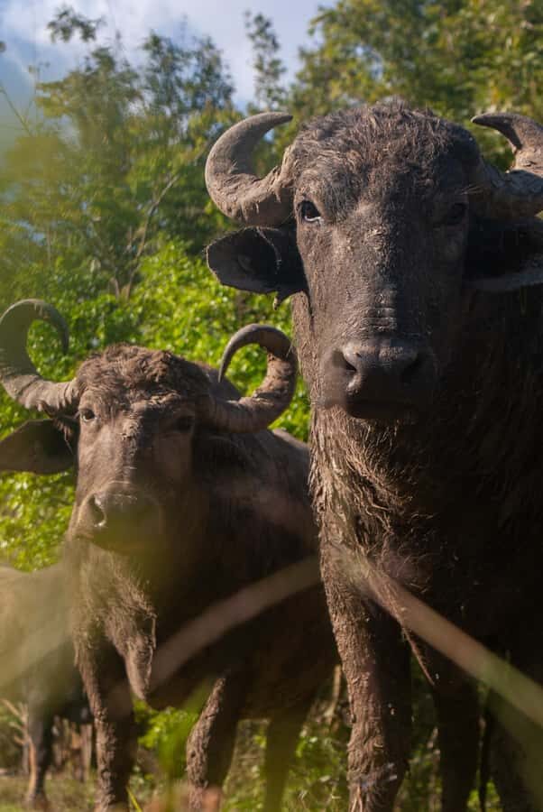 Bacalar: Calakmul, Palenque with a unique stop in the heart of the savanna - Practical Details: What to Know Before You Go