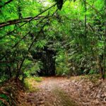 Bali: Besakih Great Temple & Penglipuran Village Day Tour - What to Expect: The Practicalities