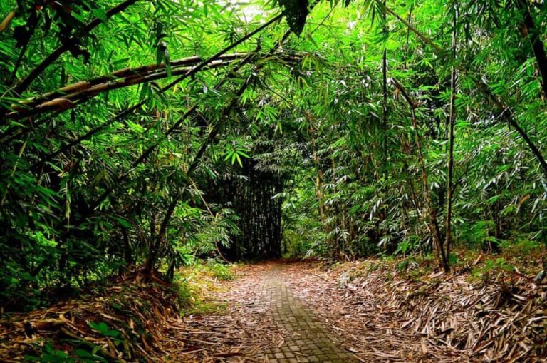 Bali: Besakih Great Temple & Penglipuran Village Day Tour - What to Expect: The Practicalities