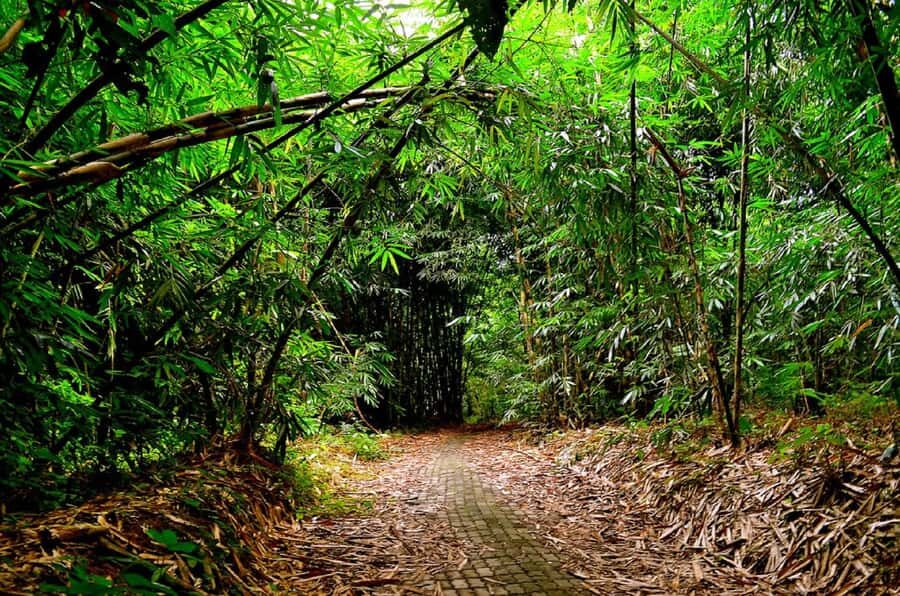 Bali: Besakih Great Temple & Penglipuran Village Day Tour - What to Expect: The Practicalities