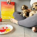 Bali: Paint with Puppies - Ubud, Canggu - The Itinerary: What to Expect