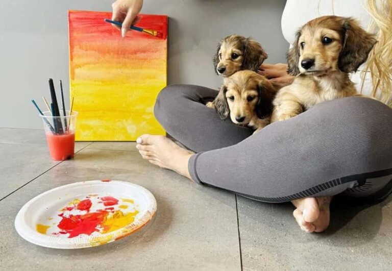 Bali: Paint with Puppies - Ubud, Canggu - The Itinerary: What to Expect