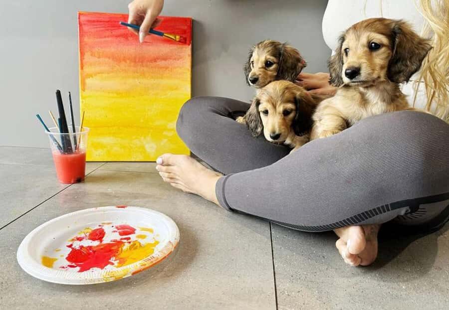 Bali: Paint with Puppies - Ubud, Canggu - The Itinerary: What to Expect