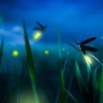 Bali: Taro Village Cycling Tour with Magical Night Fireflies - The Itinerary: What to Expect