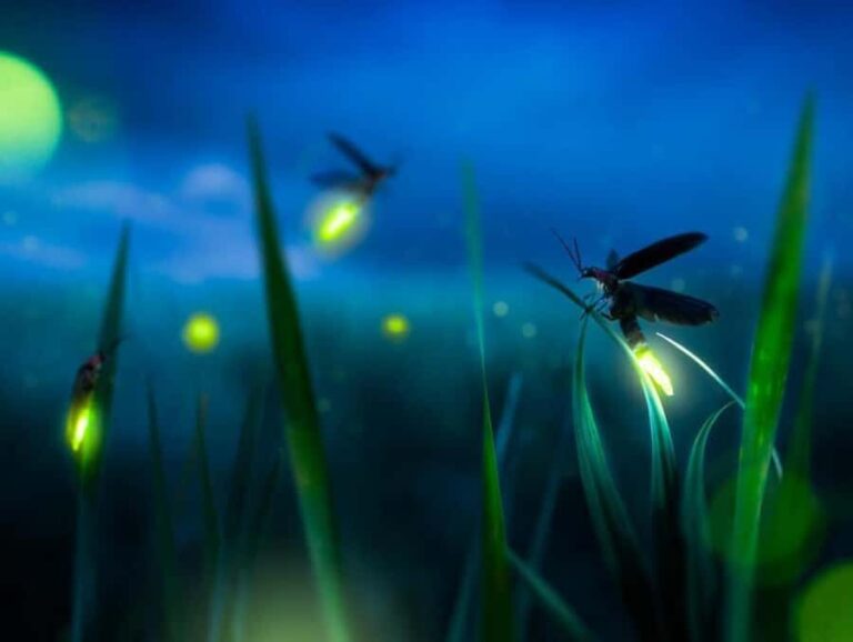 Bali: Taro Village Cycling Tour with Magical Night Fireflies - The Itinerary: What to Expect