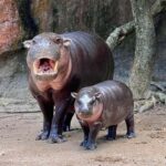 Bangkok: Elephant Sanctuary &Khao Kheow Open Zoo (Moodeng) - Who Will Love This Tour?