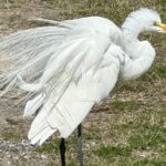 Bay Saint Louis Discovery Boat Tour - Who Should Consider This Tour?