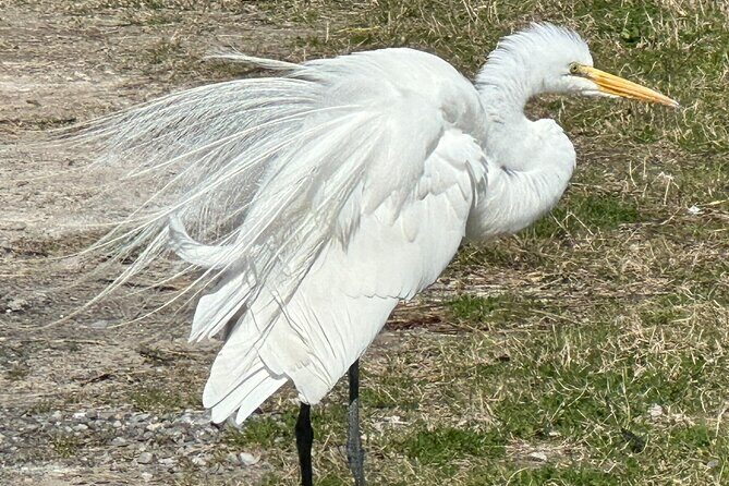 Bay Saint Louis Discovery Boat Tour - Who Should Consider This Tour?