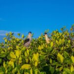 Best Birdwatching Lagoon Tour - Key Points