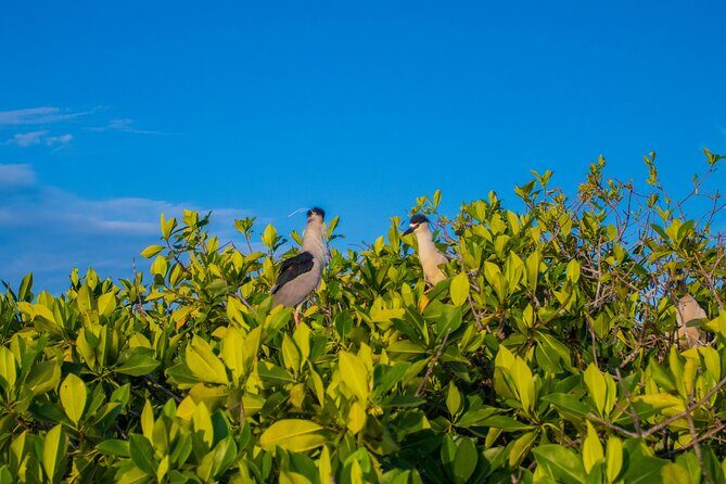 Best Birdwatching Lagoon Tour - Key Points