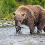 Brooks Falls: Katmai National Park Bear View by Floatplane - The Floatplane Flight: A Visual Feast