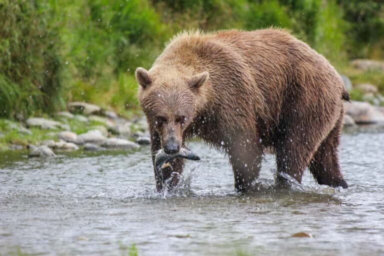 Brooks Falls: Katmai National Park Bear View by Floatplane - The Floatplane Flight: A Visual Feast