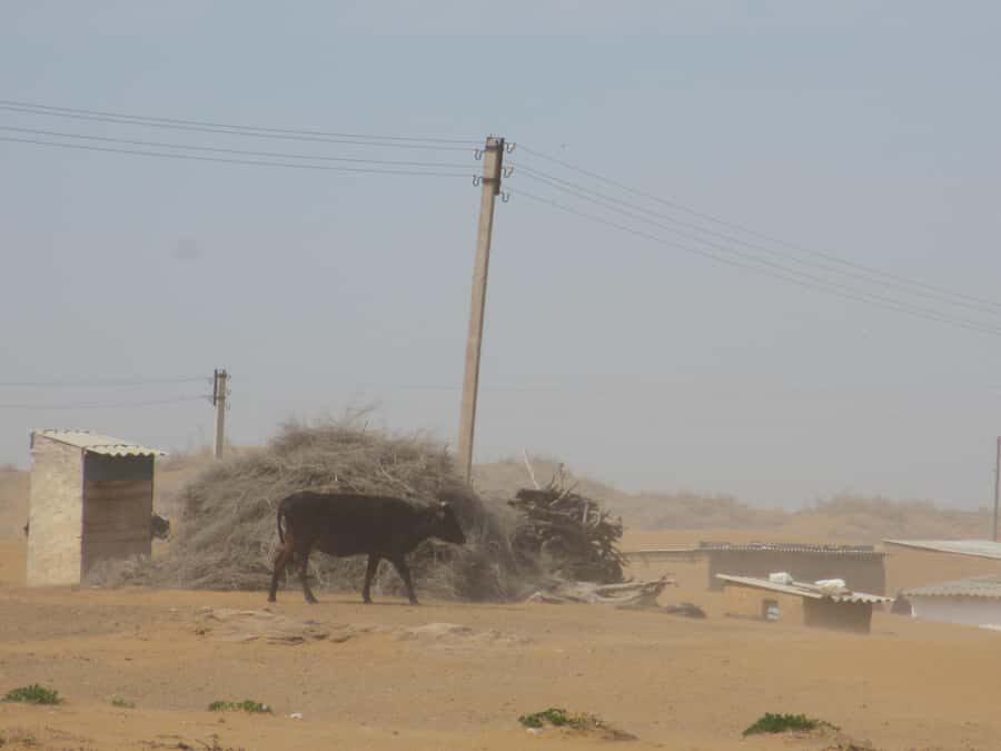 Bukhara/Samarkand: Nurata, Aydarkul Lake & Desert Day Trip - Exploring the Route and Its Significance