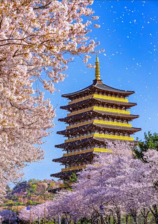 Busan: Sky Capsule or Gyeongju Cherry Blossom Spring Tour - Day-by-Day Breakdown: What You Can Expect