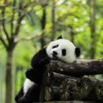 Chengdu Giant Panda Base Half Day Tour (English Tour Guide) - Value and Pricing