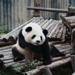 Chengdu: Pandas, Tea Life & Face-Changing Leisure Tour - Cultural Pause: The Traditional Teahouse Experience
