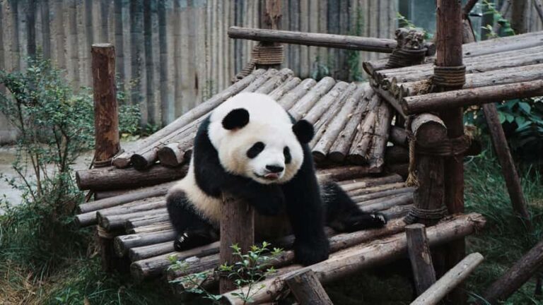 Chengdu: Pandas, Tea Life & Face-Changing Leisure Tour - Cultural Pause: The Traditional Teahouse Experience