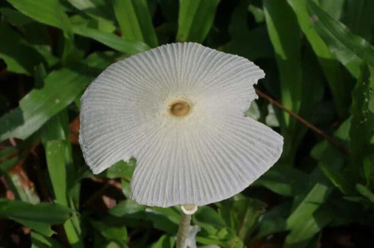 Chiang Mai: Hill Tribes Trek (Palong) with Lunch & Transfers - Transportation, Group Size, and Practicalities