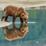 Chinitna Bay Bear Viewing Flight Tour from Talkeetna - Why This Tour Stands Out