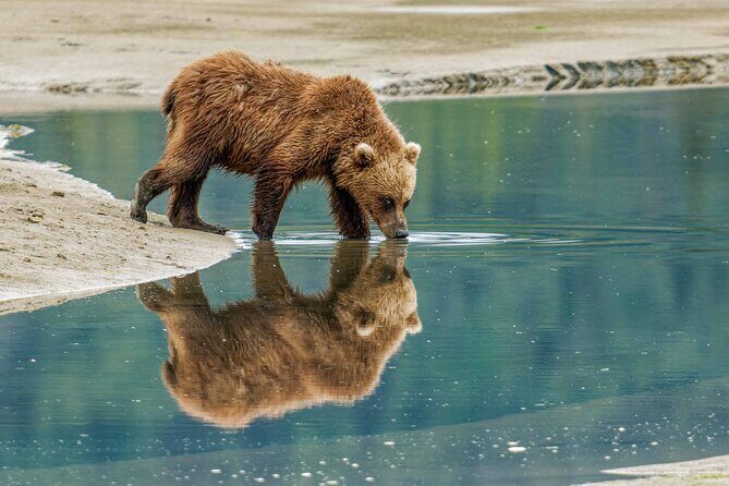Chinitna Bay Bear Viewing Flight Tour from Talkeetna - Why This Tour Stands Out