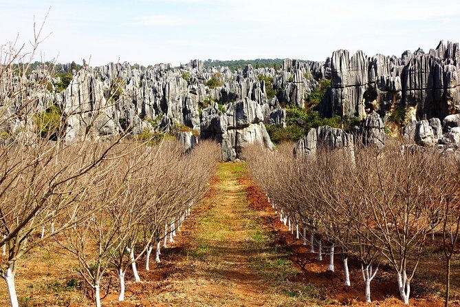 Day Tour to Kunming's Stone Forest and Jiuxiang Cave - Exploring Jiuxiang Caves: Underground Wonderlands
